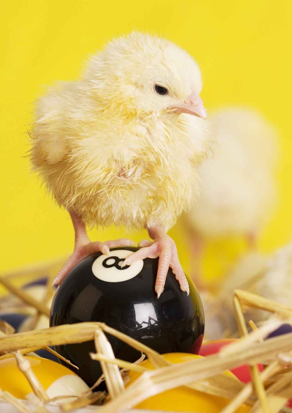 Bondsbureau dicht Goede Vrijdag en Tweede Paasdag | KNBB